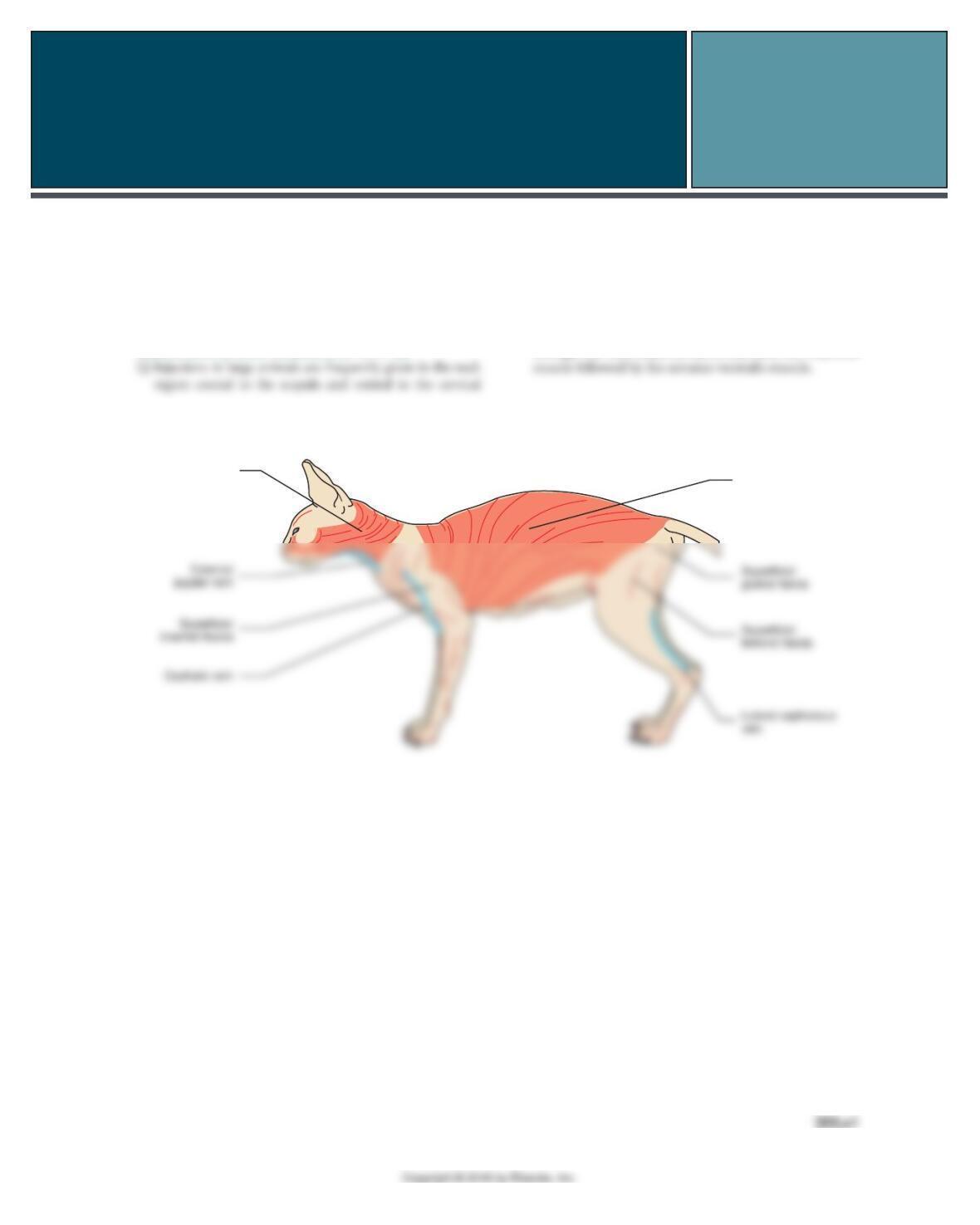 Physics Chapter 7 Caudal Border Scapula Proximal Border Humerus ...