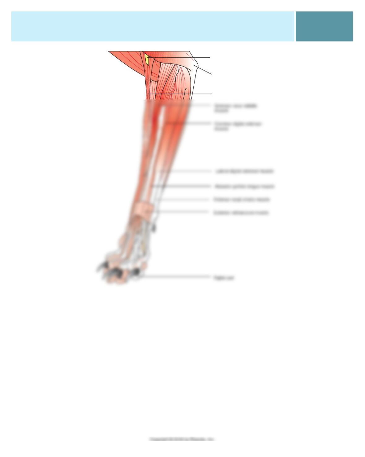 Physics Chapter 7 Caudal Border Scapula Proximal Border Humerus ...