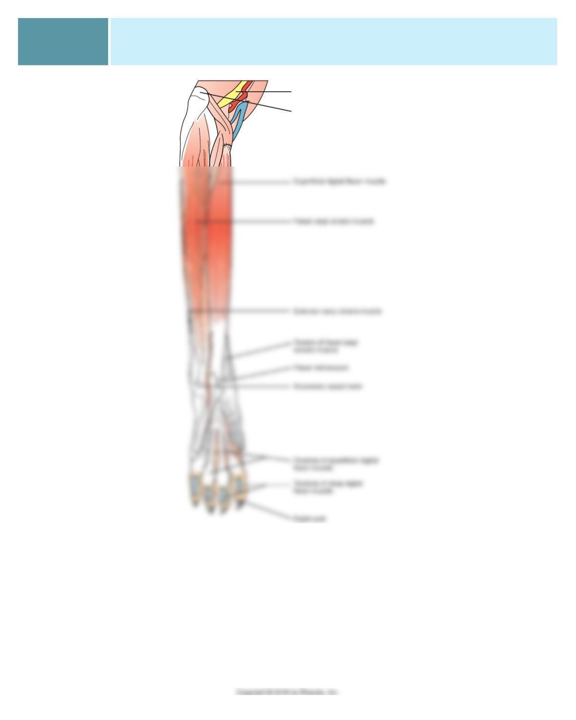 Physics Chapter 7 Caudal Border Scapula Proximal Border Humerus | Get ...